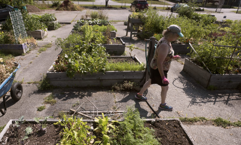 Four tips to help you start a successful community garden | Hello Homestead