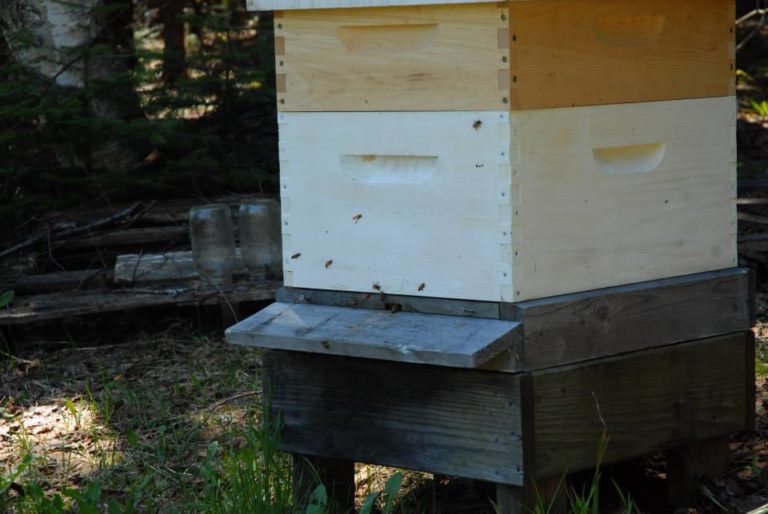 Here are several types of beehives to consider | Hello Homestead