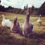 Why geese are good guard animals | Hello Homestead