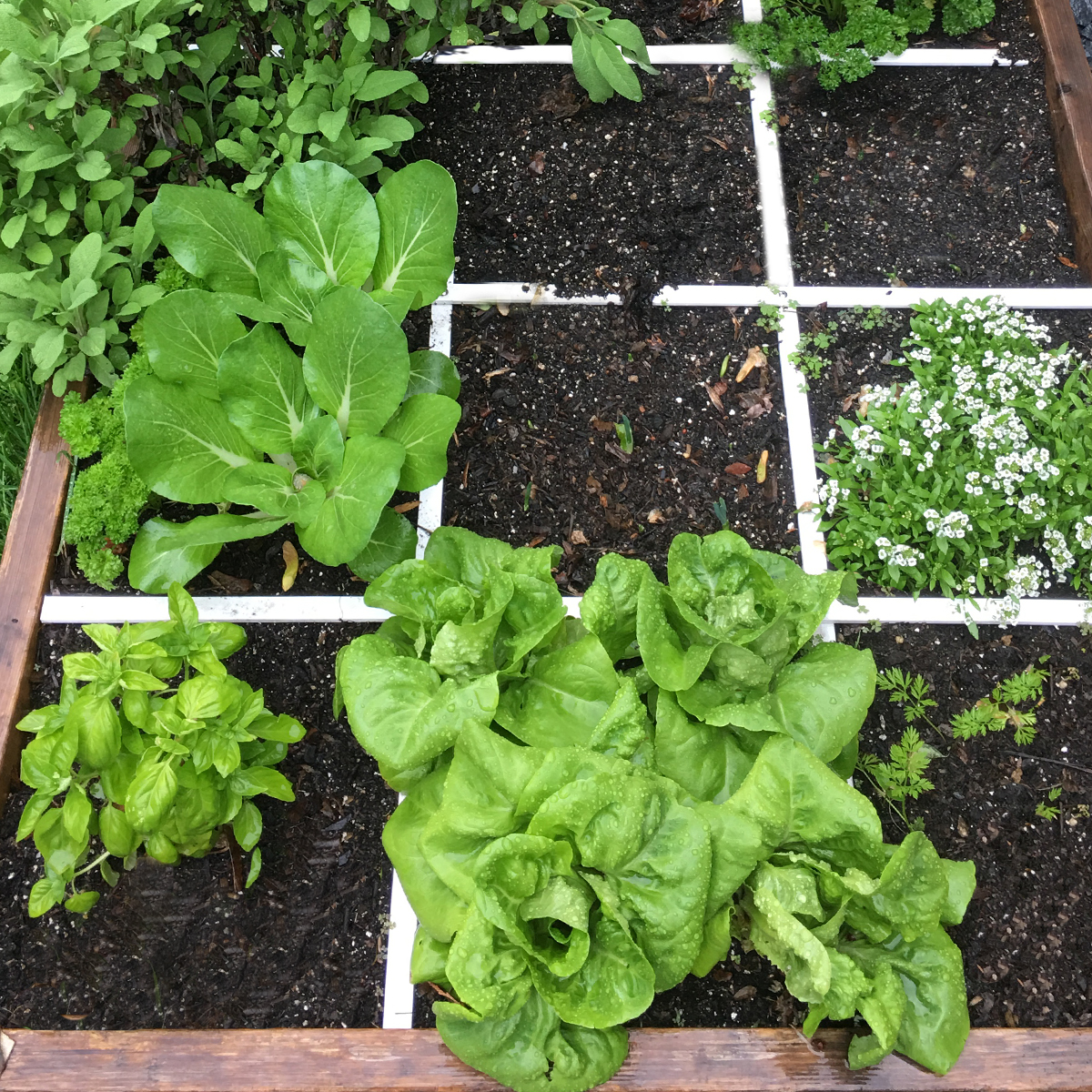 What is square foot gardening and should you try it this spring ...