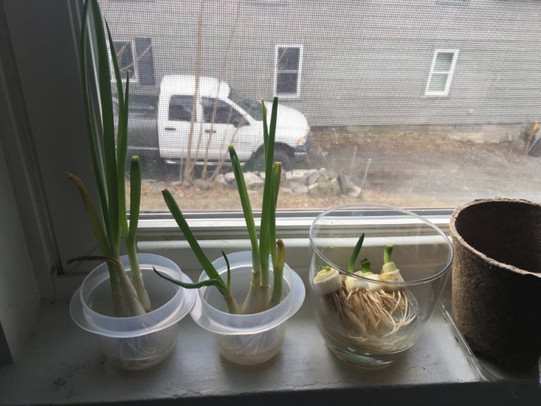 This trick to regrow scallions really works | Hello Homestead