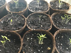 How to salvage leggy seedlings | Hello Homestead