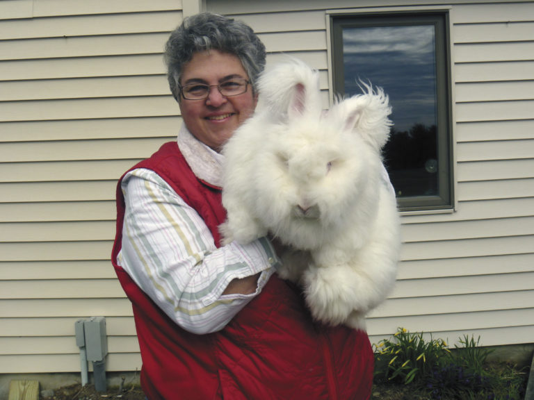 A beginner's guide to rabbit breeds | Hello Homestead