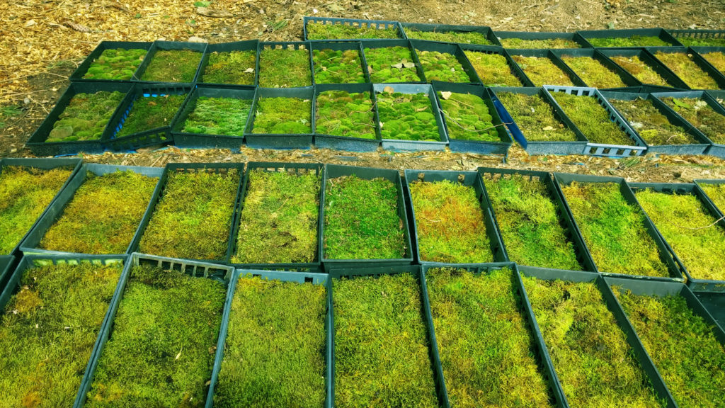 Will Preserved Moss Grow At Julia Kromer Blog Will Preserved Moss Grow At Julia Kromer Blog