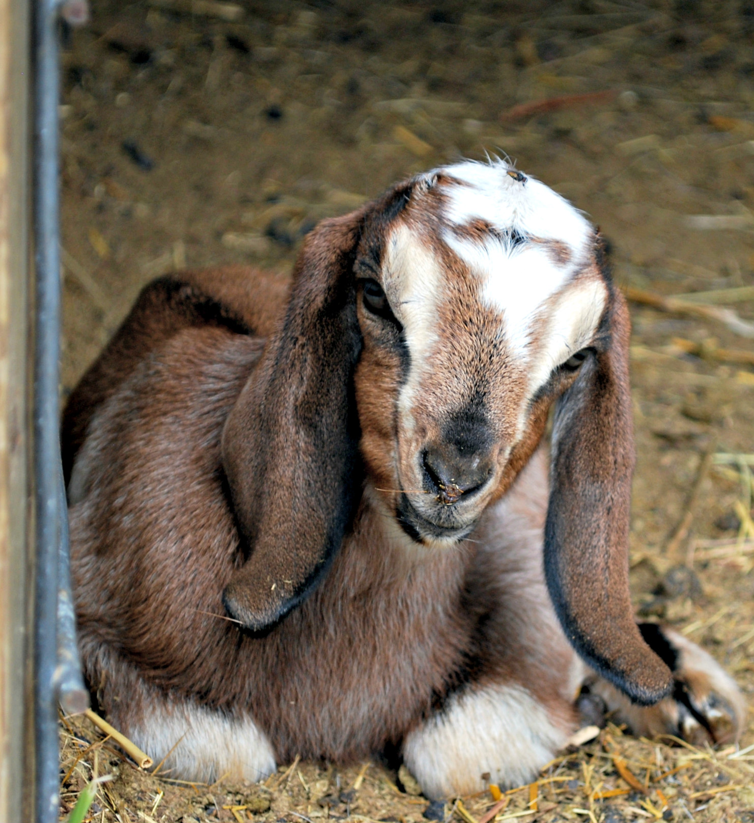 How your goats’ needs change with the seasons | Hello Homestead