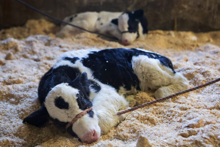 A guide to baby animals | Hello Homestead