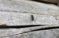 Bugs in firewood? Here's what you need to know | Hello Homestead