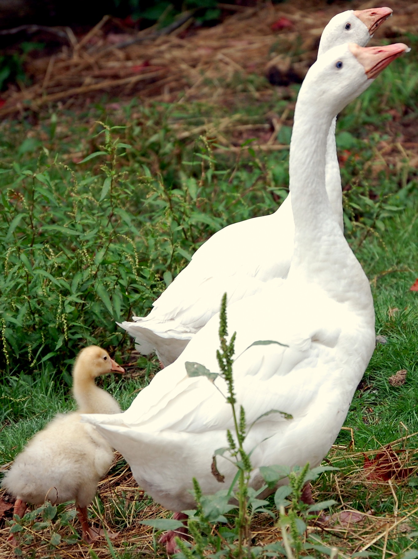 Best Egg Layers For Your Backyard Poultry Flock Hello Homestead