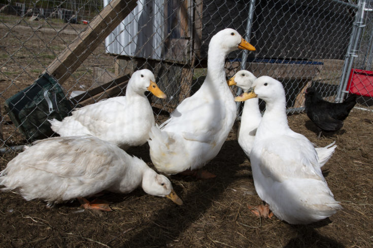 Best Egg Layers For Your Backyard Poultry Flock Hello Homestead