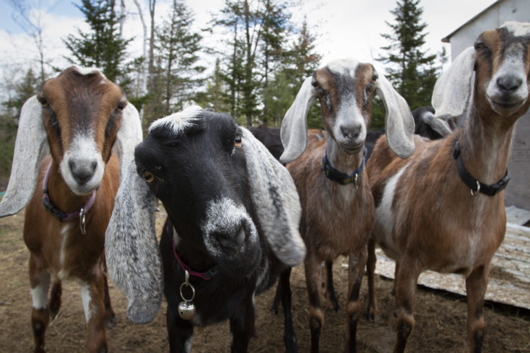 Thinking of raising goats? Here’s what you need to know before you do ...