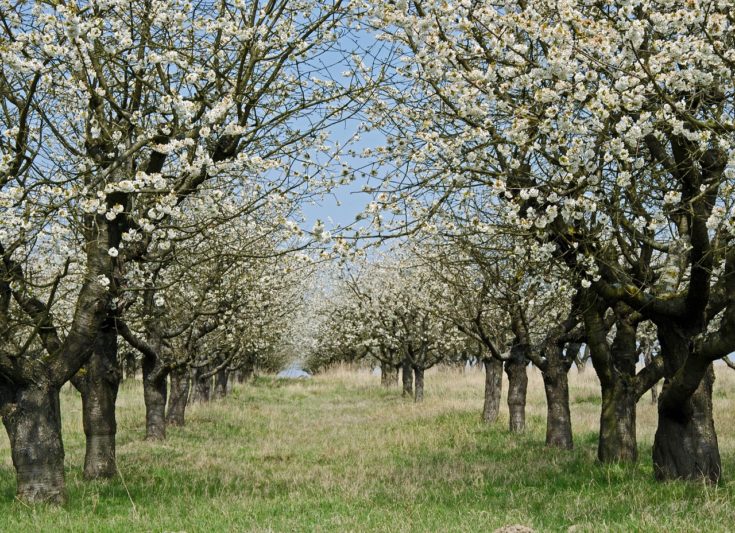 How to grow and care for cherry trees | Hello Homestead