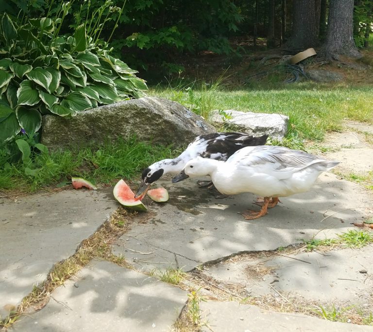 What do ducks eat? | Hello Homestead