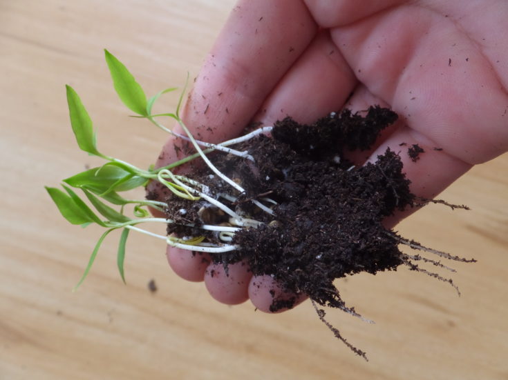 9 lessons from my first time growing seedlings | Hello Homestead