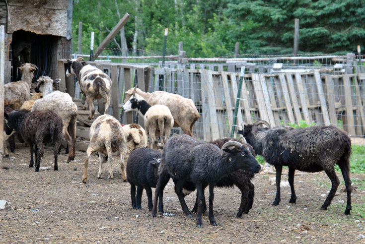 A look inside hobby farm life | Hello Homestead