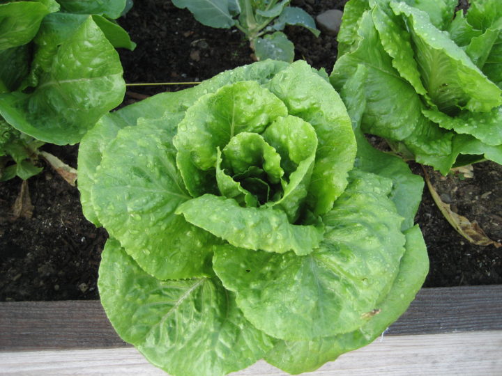 How to plant a fall vegetable garden | Hello Homestead