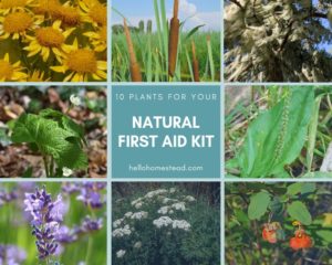 10 medicinal plants for your natural first aid kit | Hello Homestead