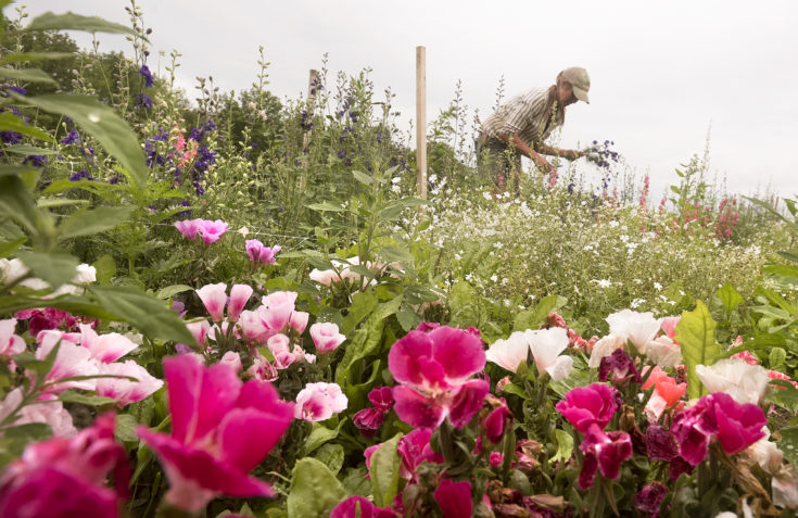 As local cut flower industry grows, research shows what challenges ...