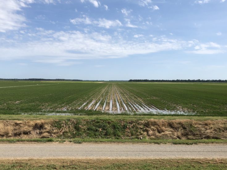 How to start a rice farm | Hello Homestead
