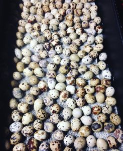 How to incubate quail eggs | Hello Homestead