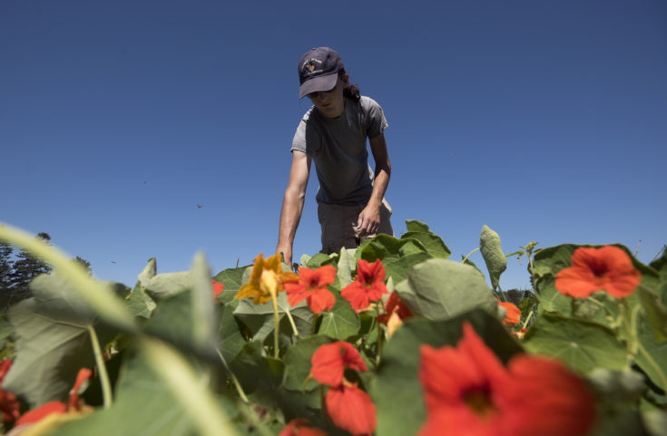 Essential skills for backyard farmers | Hello Homestead