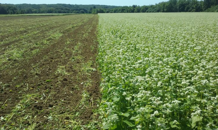 What are cover crops? | Hello Homestead