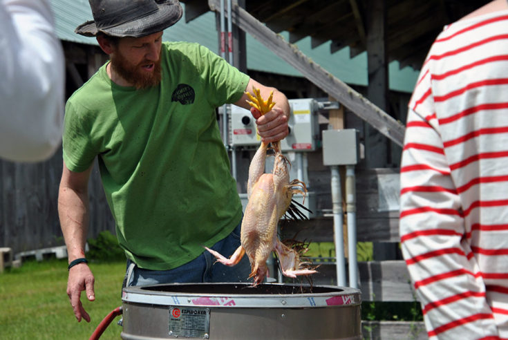 Backyard chicken processing 101 | Hello Homestead