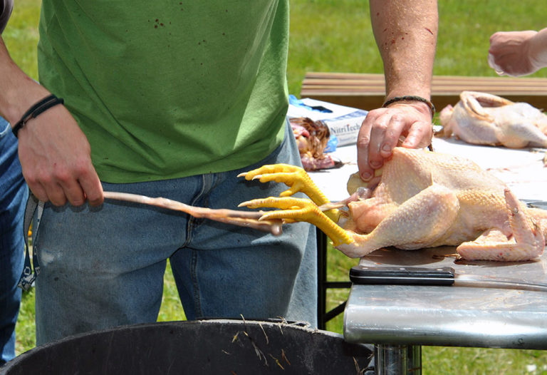 Backyard chicken processing 101 | Hello Homestead