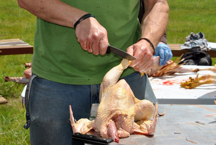 Backyard chicken processing 101 | Hello Homestead