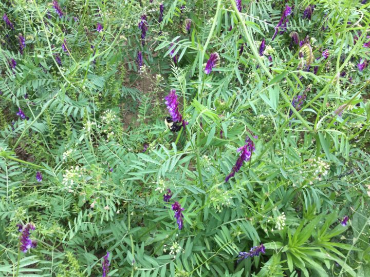 What are cover crops? | Hello Homestead