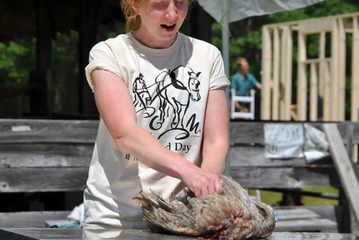 Backyard chicken processing 101 | Hello Homestead