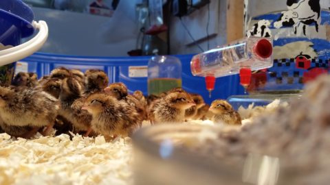 How to take care of baby quail | Hello Homestead