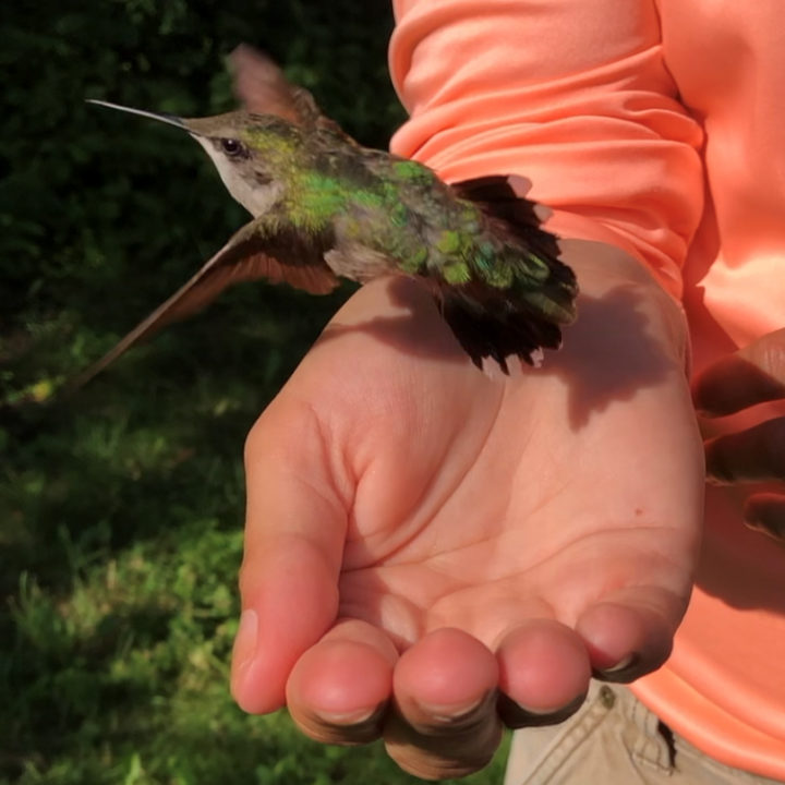 In Maine, hummingbird banders track the migrating birds on their ...