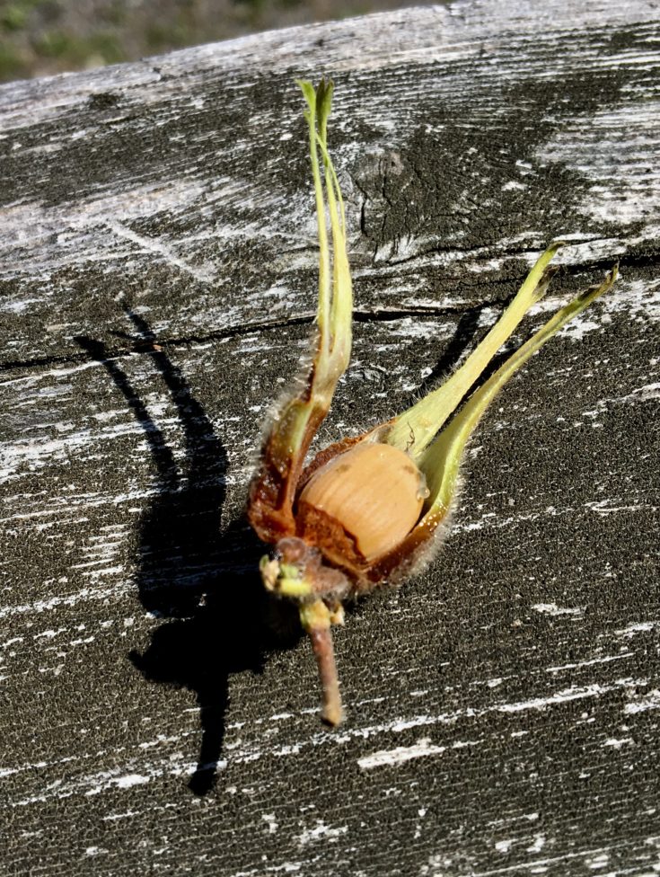 Wild hazelnuts are a sweet, prickly end to New England’s foraging ...