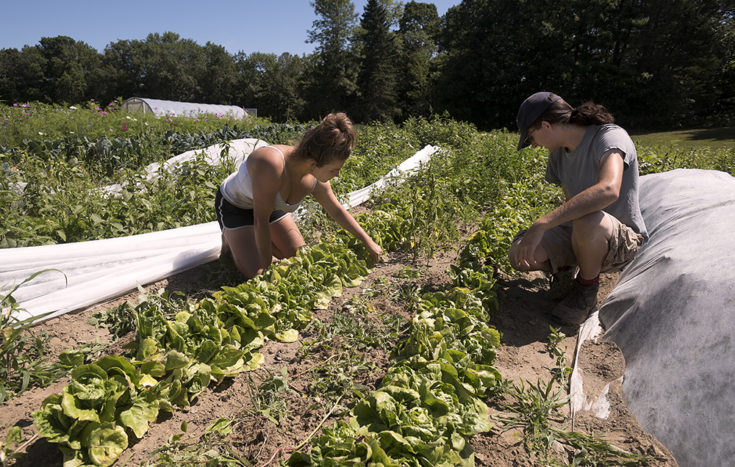 Sustainable farming practices explained | Hello Homestead