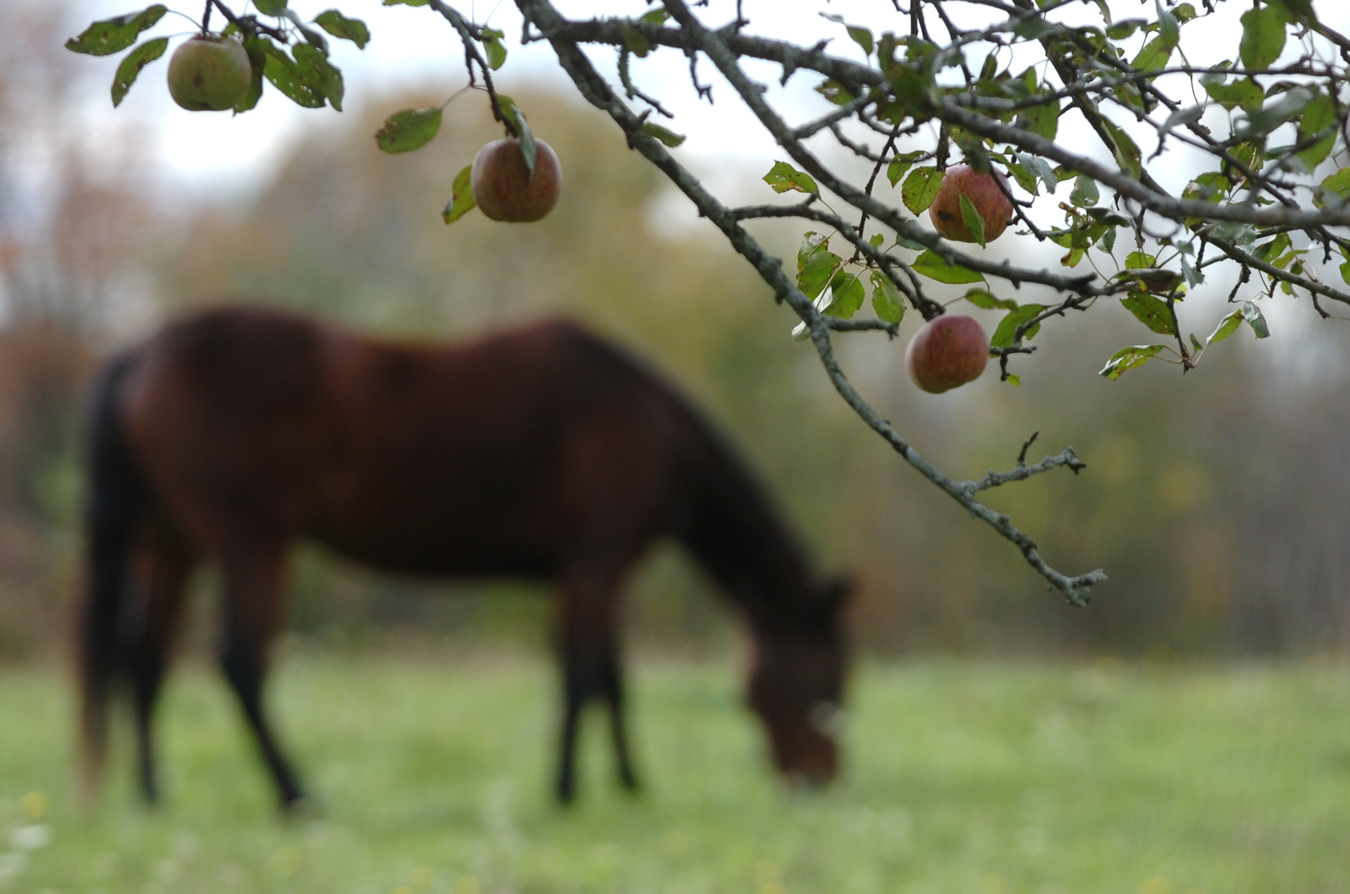 Sustainable farming practices explained | Hello Homestead