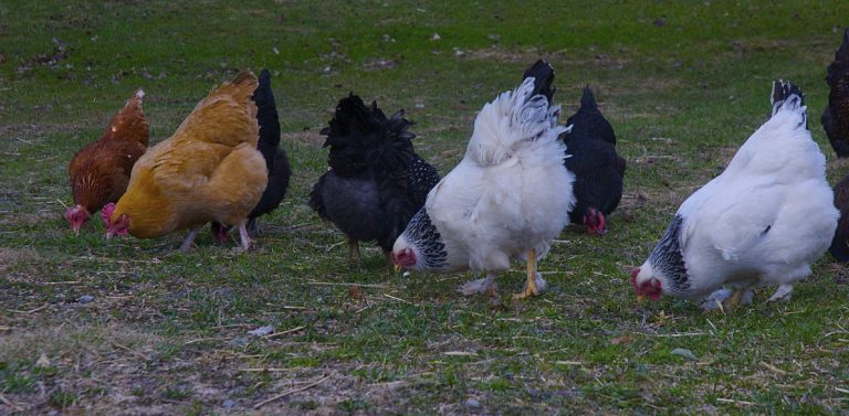 What are the best breeds of meat chickens? | Hello Homestead