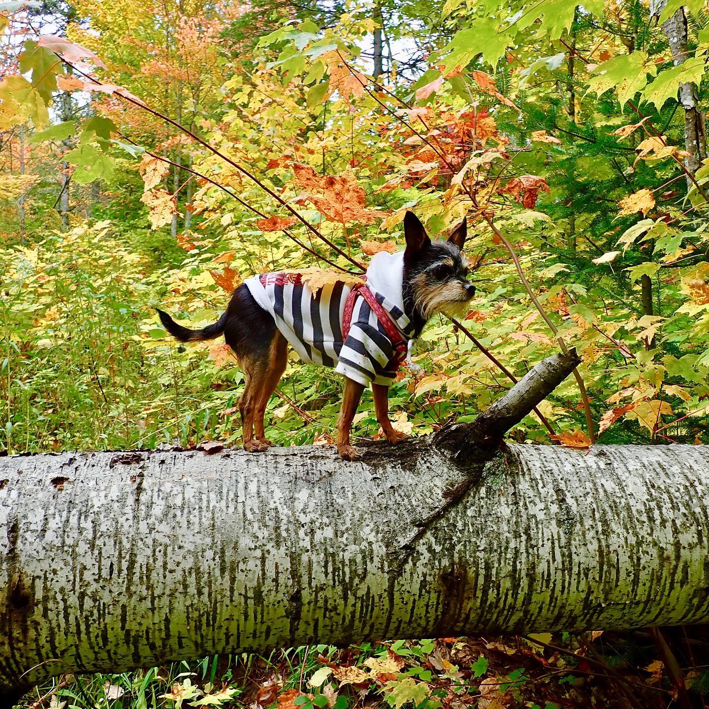 Confessions of a dedicated tree hugger | Hello Homestead