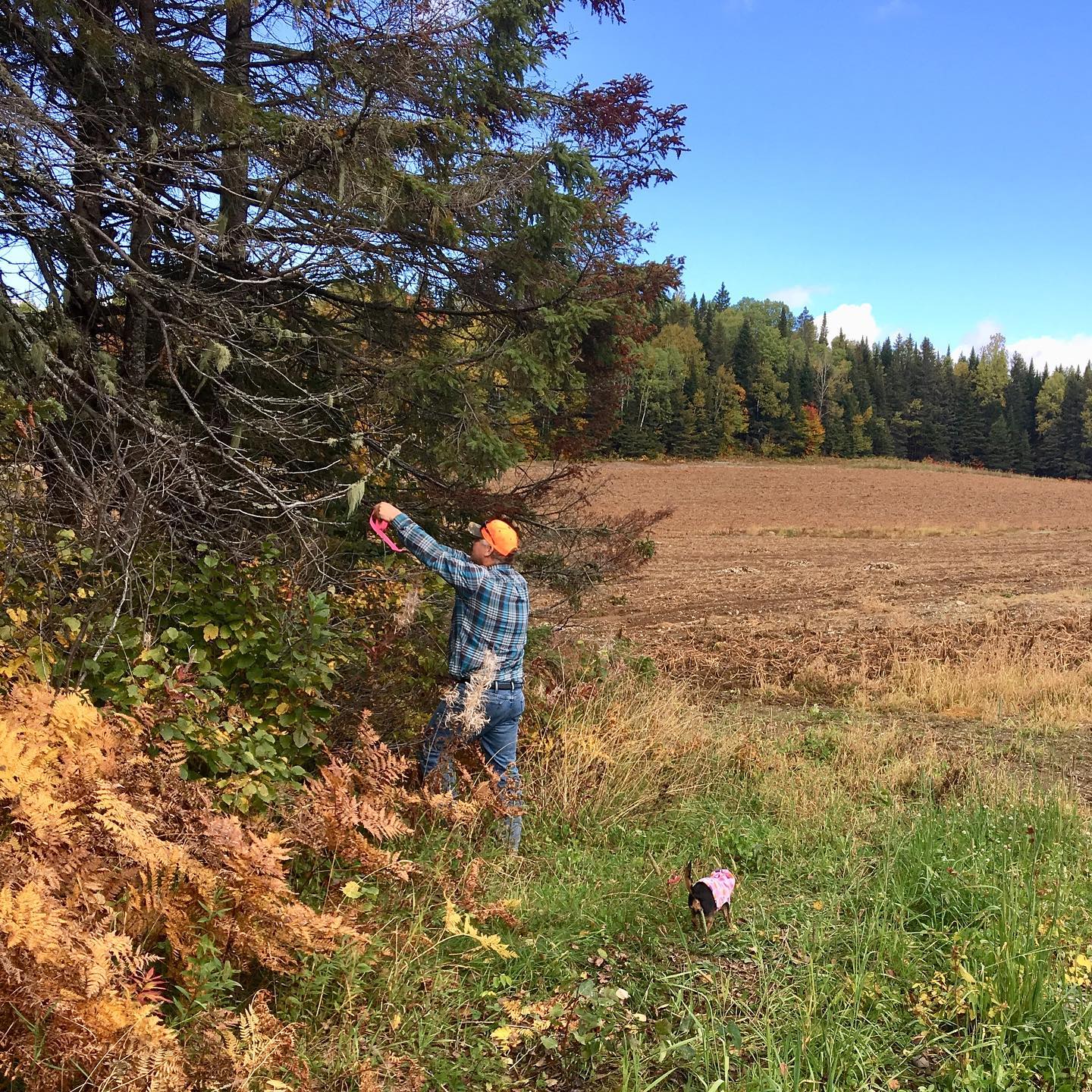 Confessions of a dedicated tree hugger | Hello Homestead