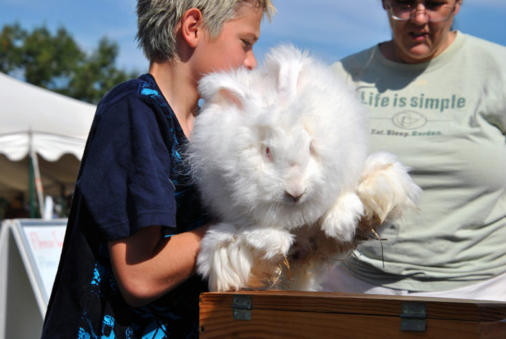 The basics of raising angora rabbits for wool | Hello Homestead