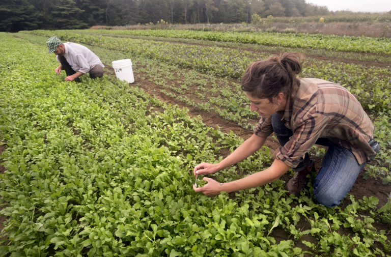 How to start homesteading in Maine | Hello Homestead