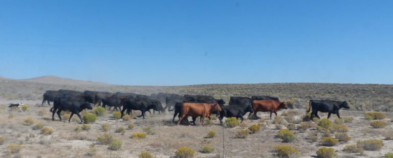 How to start homesteading in Nevada | Hello Homestead