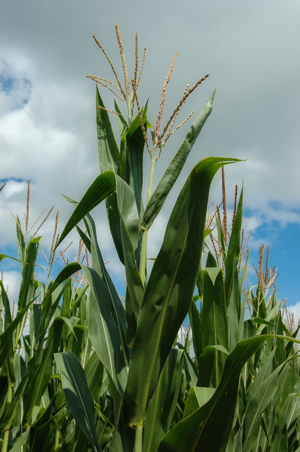 How to start homesteading in Nebraska | Hello Homestead