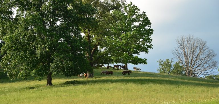 How to start homesteading in North Carolina | Hello Homestead