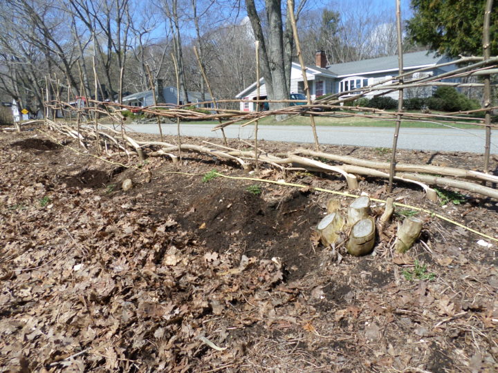 Could hedgelaying catch on in the United States? | Hello Homestead
