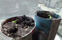 What is micro farming? | Hello Homestead