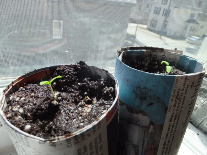 6 ways to make DIY seedling containers to start your plants | Hello ...