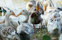 Why geese are good guard animals | Hello Homestead